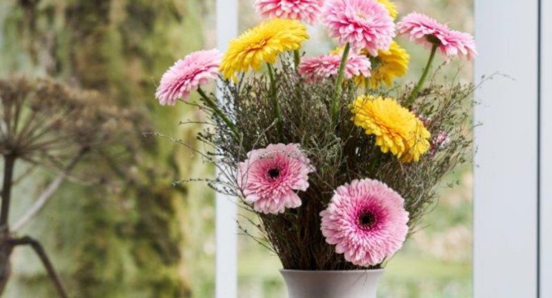 What makes a Pomponi so unique? | Florein Gerbera's